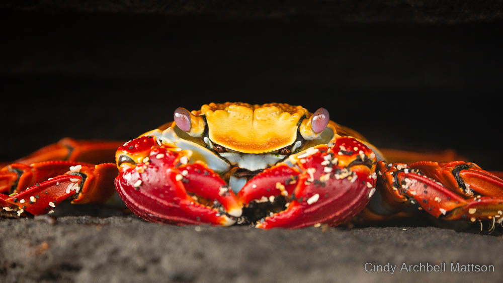 Wild animals oh my! - A Little Bit of Faith and Photography