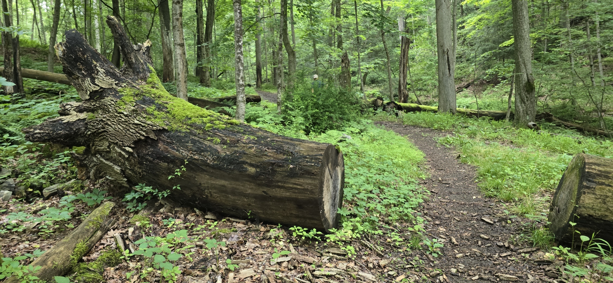 The Master Artist - A Little Bit of Faith and Photography